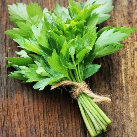 Lavas is een heel bijzonder kruid met mooie medicinale eigenschappen