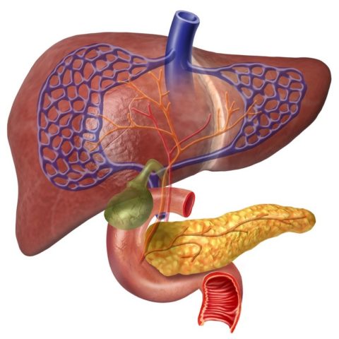 De lever, een belangrijk en zeer kwetsbaar orgaan