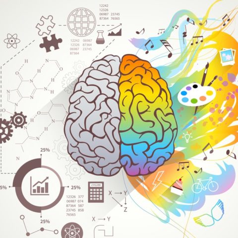 Hoe het brein werkt, ontdek je in dit blog over de hersenen.