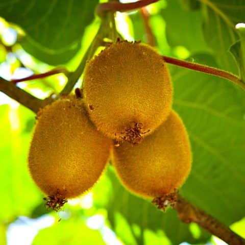 Kiwi's zijn super populair in Nederland.